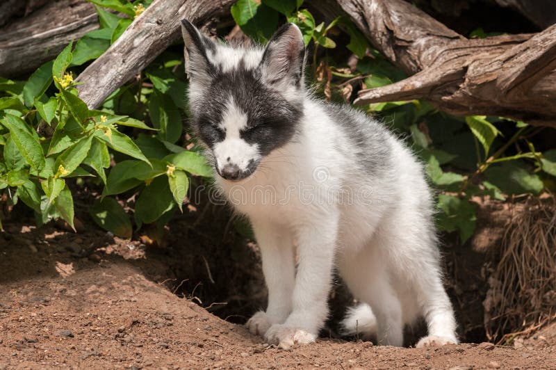 Marble Fox Kit