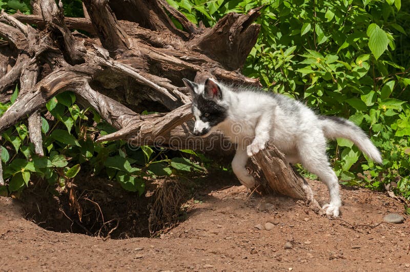 Young Marble Fox (Vulpes Vulpes) Jumps Over Log Stock Photo - Image of ...