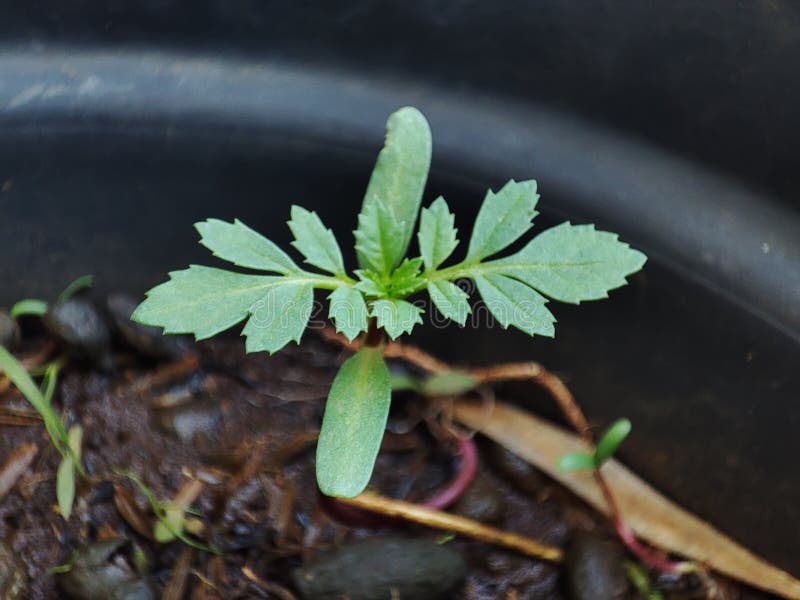 Young Marigold or Tagetes Plant Growth in the Ground Stock Image ...
