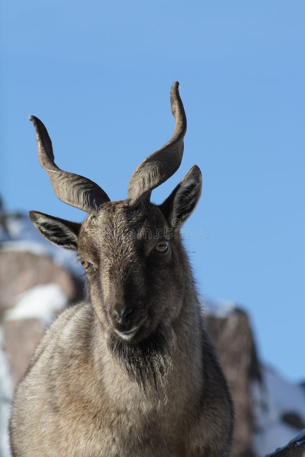 Young Markhor Female on the Rock 1 Stock Photo - Image of zoology, hoof ...
