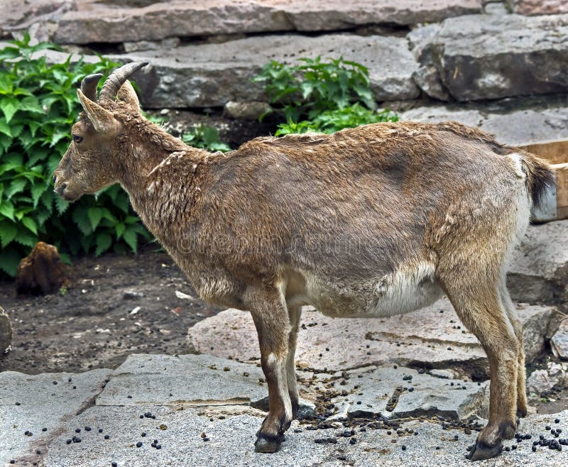 Young Markhor Female on the Rock 1 Stock Photo - Image of zoology, hoof ...