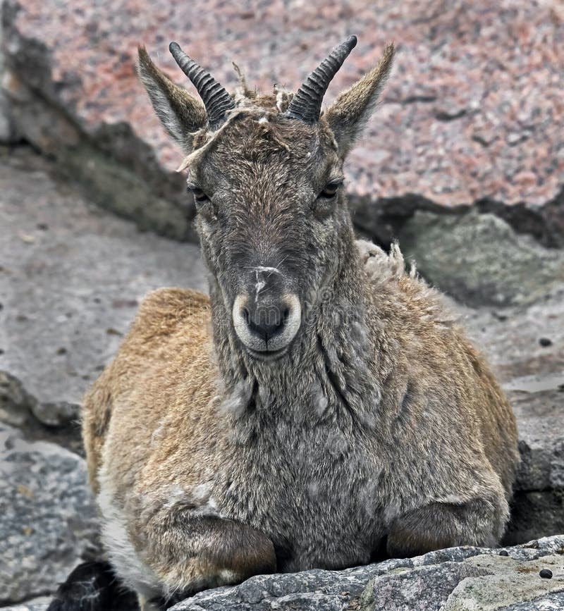 Young markhor male 1 stock image. Image of creature - 120173571