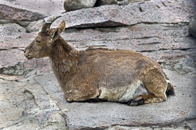 Young Markhor Female on the Rock 1 Stock Photo - Image of zoology, hoof ...