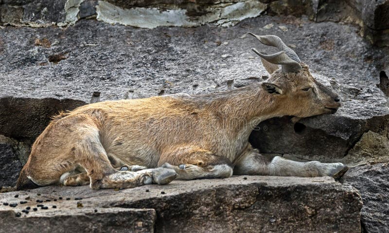 732 Markhor Photos - Free & Royalty-Free Stock Photos from Dreamstime