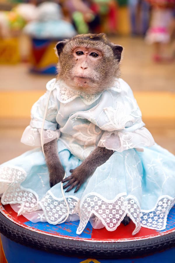 Young Marmoset Monkey in a Blue Dress Sits on the Curb Stock Photo ...