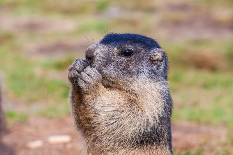 Young marmot while eating stock photo. Image of austria - 34014452