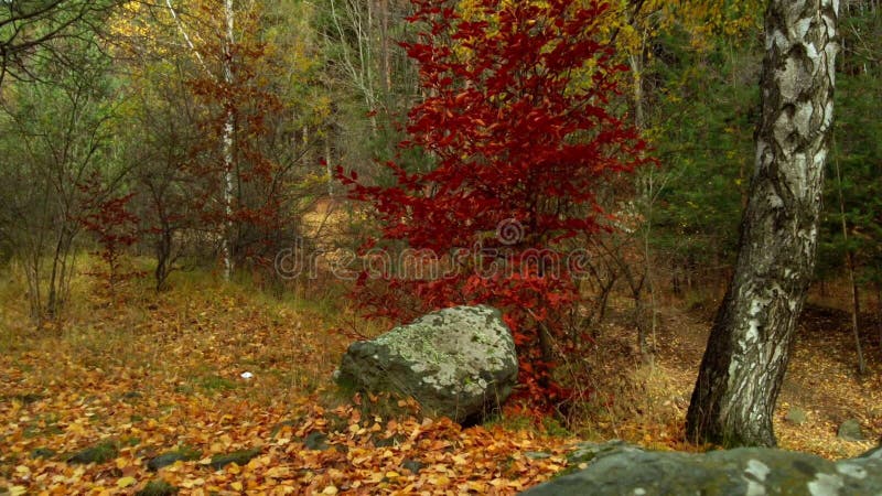 The Young Maroon Oak Tree stock footage. Video of nature - 234001284