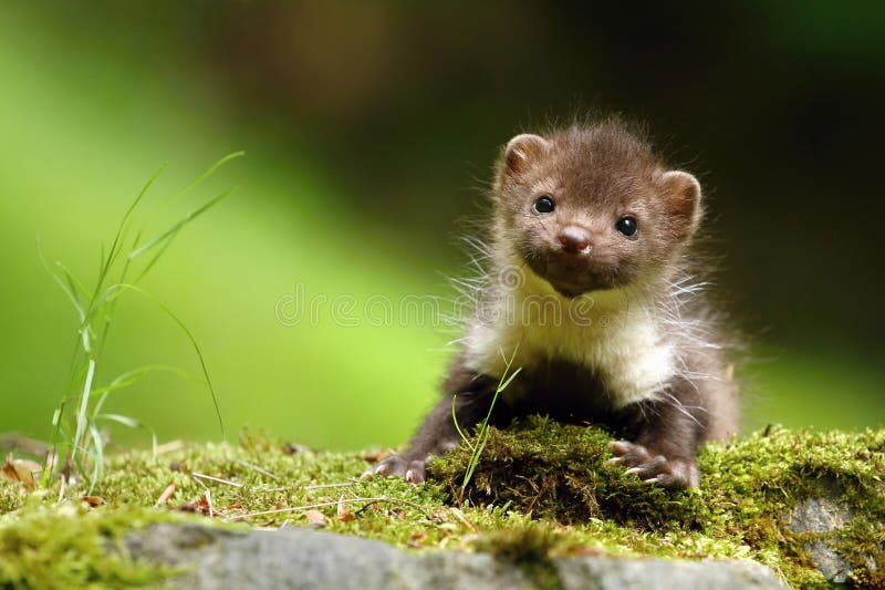 Baby American Pine Marten