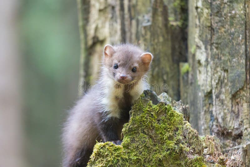 Young Marten Posing in the Wood Stock Image - Image of predator, breed ...