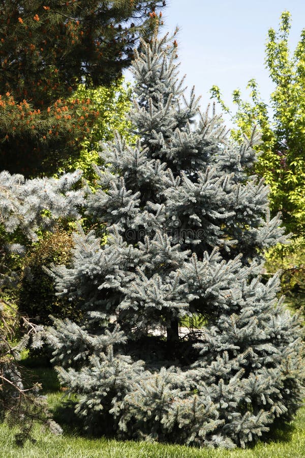 Young X-mas Tree or Pine Tree. Small Spruce Growing in a Garden Stock ...