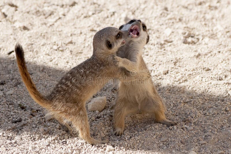 Meerkat Sitting in a Tree Meerkat Keeps a Lookout for Enemies. Sentry ...