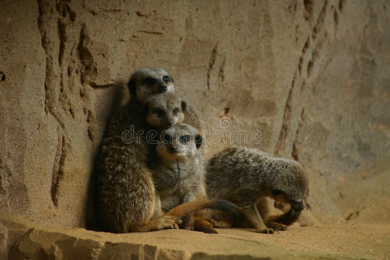 Young meerkats playing stock photo. Image of south, suricata - 100839892