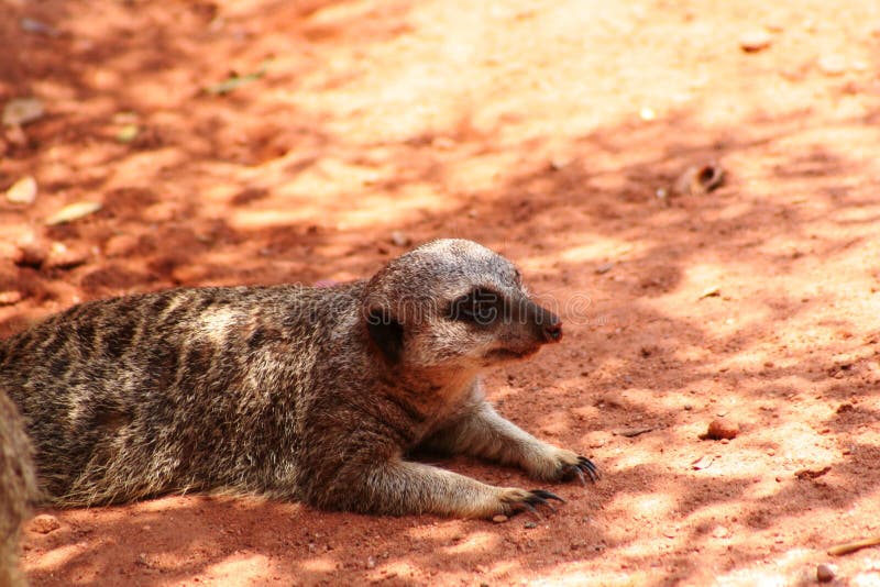 Young meerkats playing stock photo. Image of south, suricata - 100839892