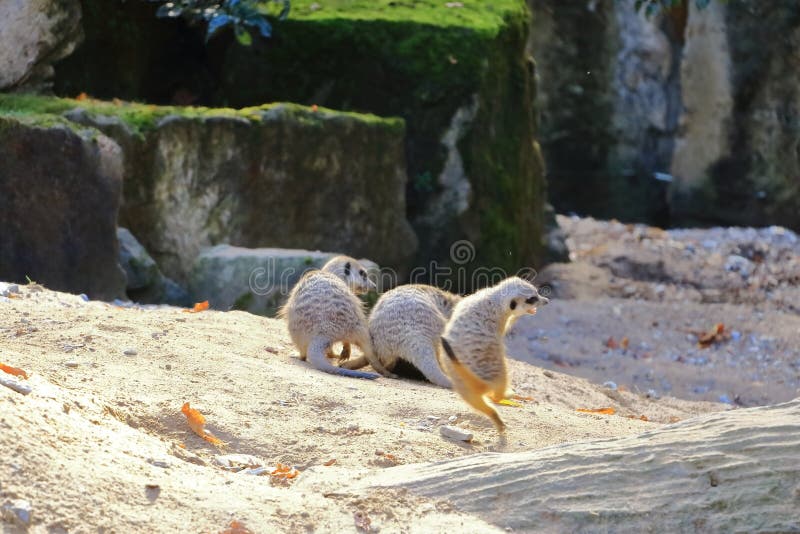 Mongoose Frolic Stock Photos - Free & Royalty-Free Stock Photos from ...