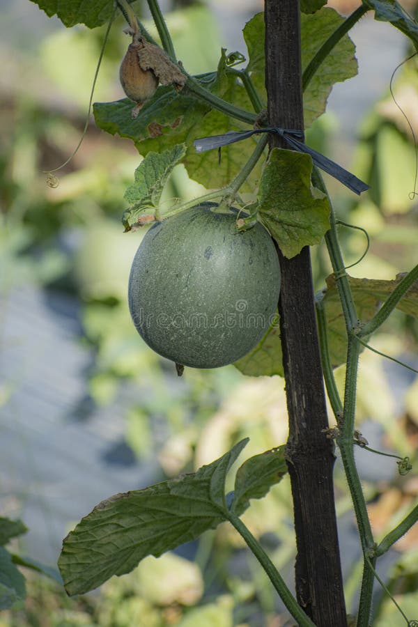 A Baby Melon Hanging on the Climbing Tree in the Garden Stock Photo ...