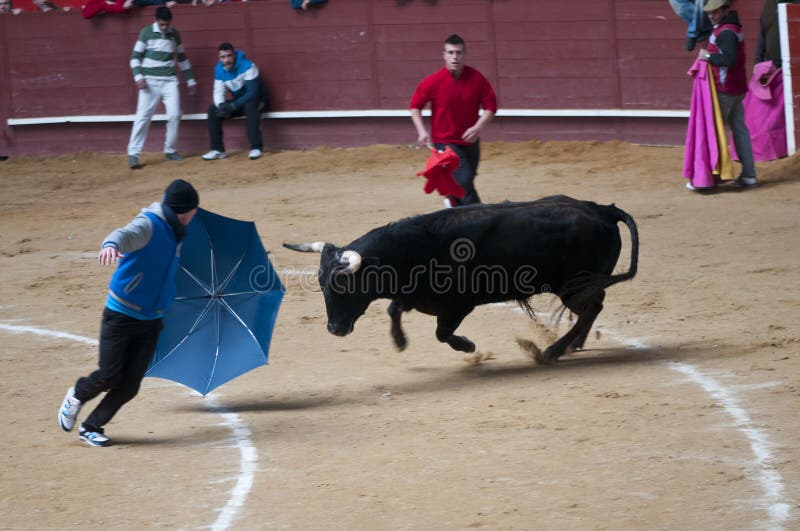 Young Men Teasing Bulls in Valdemorillo Editorial Stock Photo - Image ...