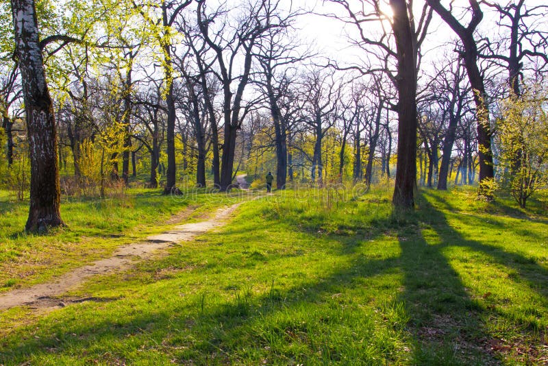 Young Men Walking in Empty Spring Park Daytime, Sun Stock Photo - Image ...
