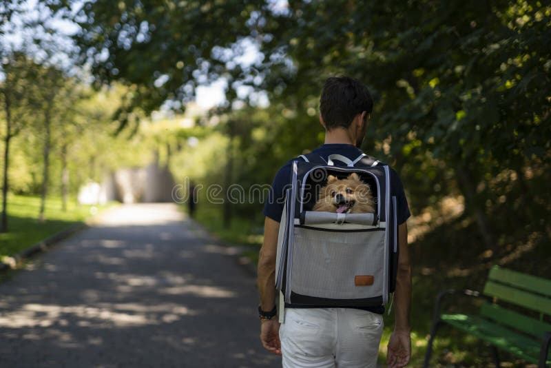 Young Men Walking with a Pet Carrier Bag Pack Outdoors in the City ...