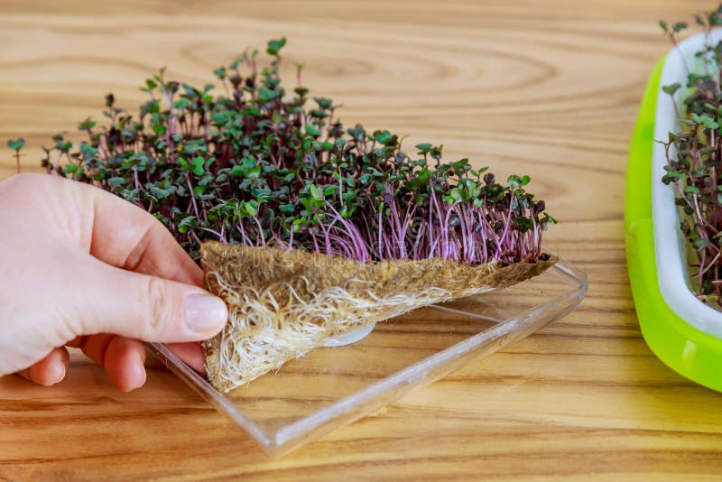 Young Microgreen Seedlings with a Healthy Root System. Multivitamin ...