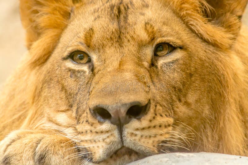 Young Mighty Handsome Lion stock photo. Image of lion - 74380344