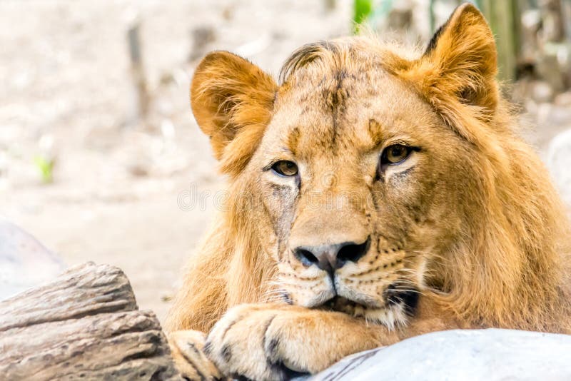 Young Mighty Handsome Lion Rest Stock Image - Image of wildlife ...