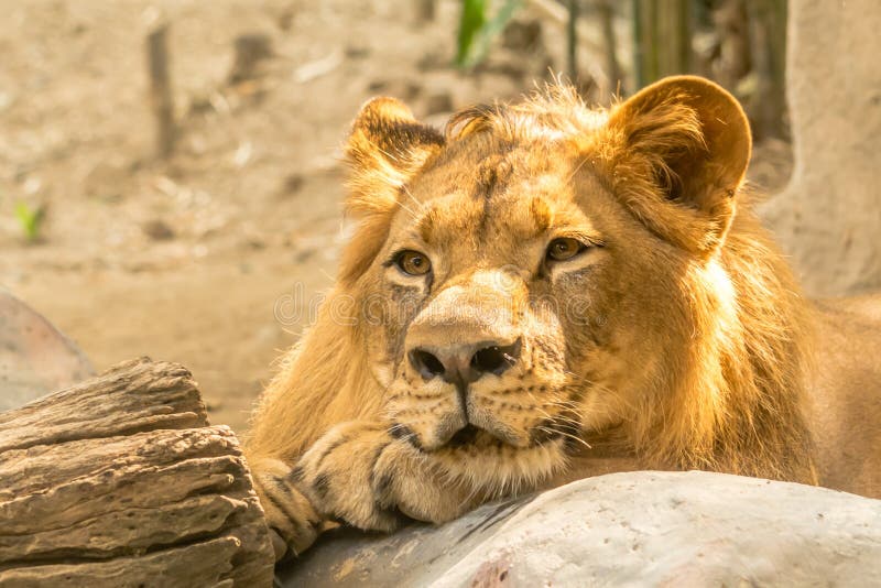 Lion rest upon the rock stock photo. Image of outdoor - 16694326