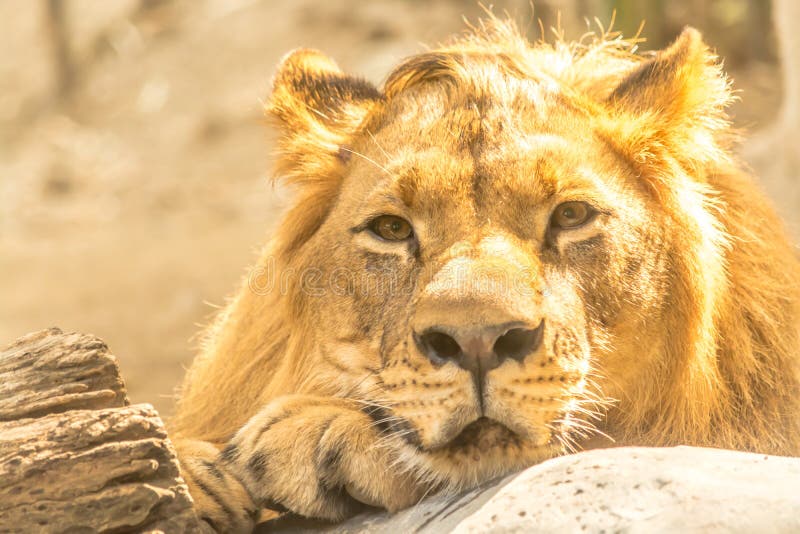 Young Mighty Handsome Lion Rest Stock Image - Image of animal, male ...