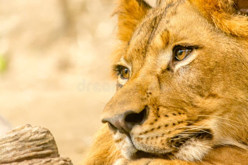 Young Mighty Handsome Lion stock photo. Image of wildlife - 74380654