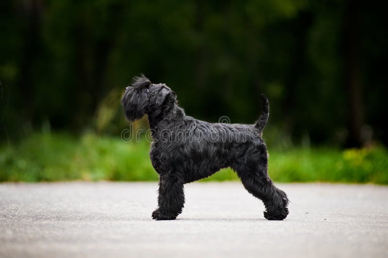 Young Miniature Schnauzer is Standing in Profile Stock Photo - Image of ...