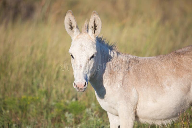 Young Miniature Spotted Donkey Stock Image - Image of donkey, ranch ...