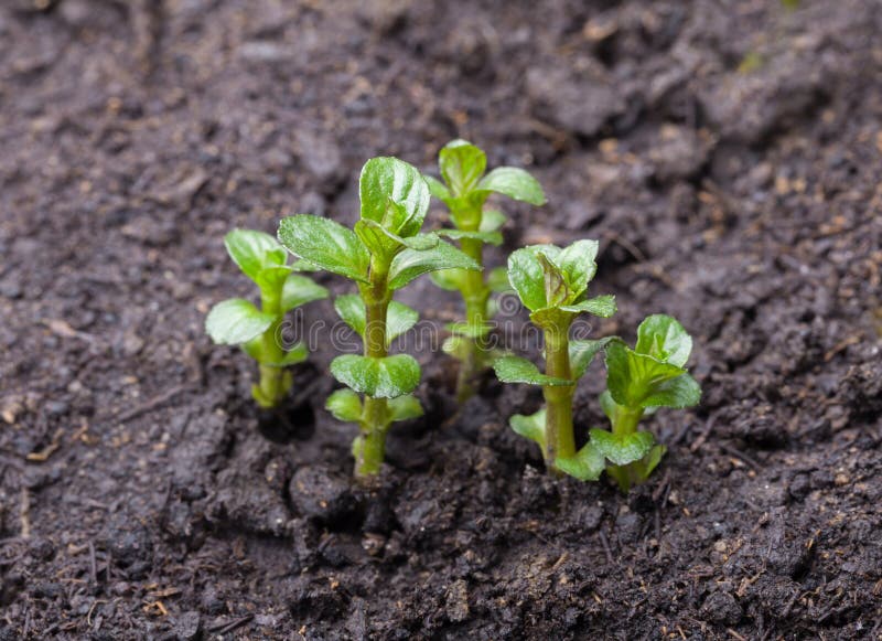 Young mint plants stock photo. Image of cultivation, aromatic - 57107714