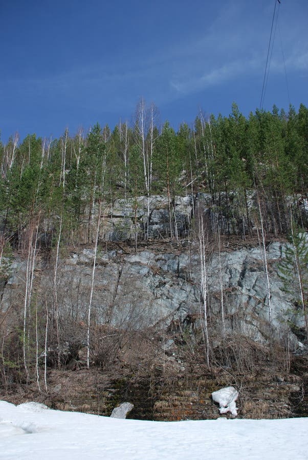 Young Mixed Forest with Evergreen Trees on the Side of the Rock ...