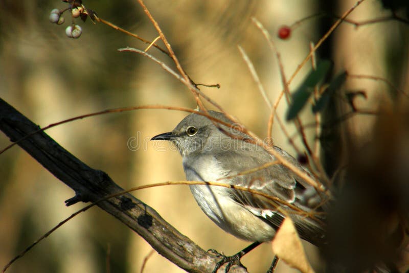 Mocking Bird stock image. Image of perched, beak, state - 68680499