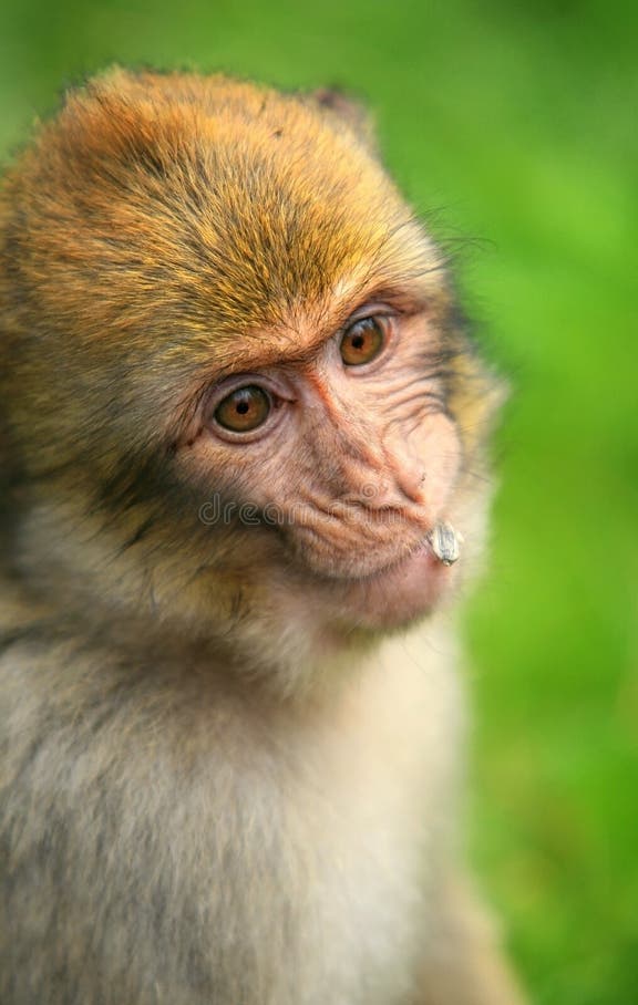 Young Monkey stock photo. Image of expression, black - 21537964