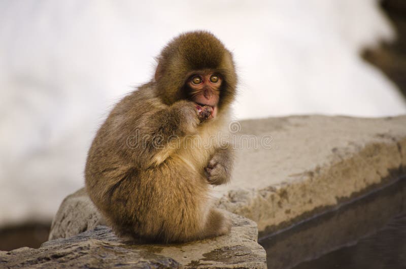 Young Monkey Chewing on a Stick Stock Photo - Image of asia, small ...