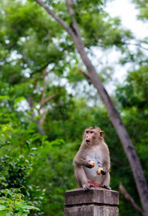 315 Monkey Apple Tree Photos - Free & Royalty-Free Stock Photos from ...