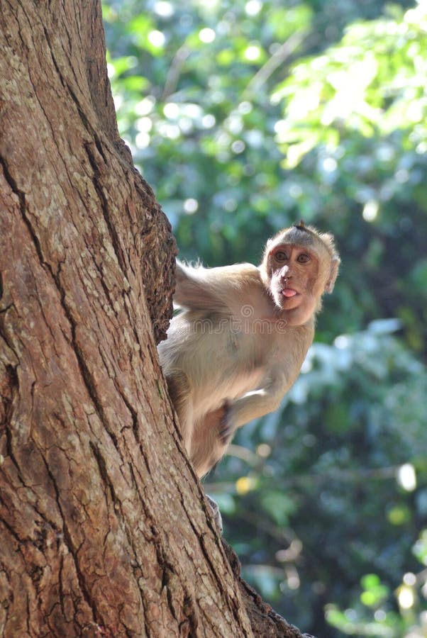 Young Monkey Climbing on the Tree Stock Image - Image of funny, animal ...