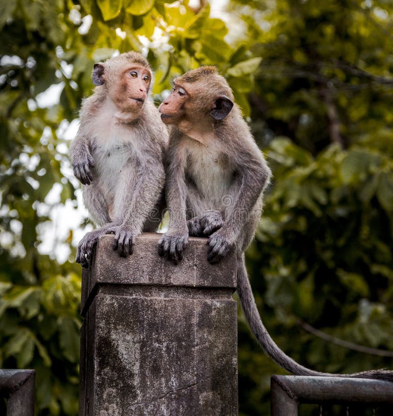 Funny Young Monkey Climbing on Wall Stock Photo - Image of column ...