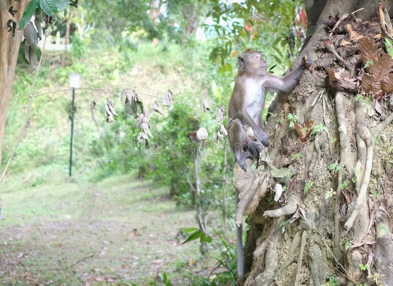 Young Monkey Clinging on Big Tree Root and Searching for Something ...