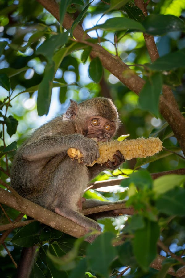 Young Monkey Eating Corn on a Tree Branch Surrounded by Lush Green ...