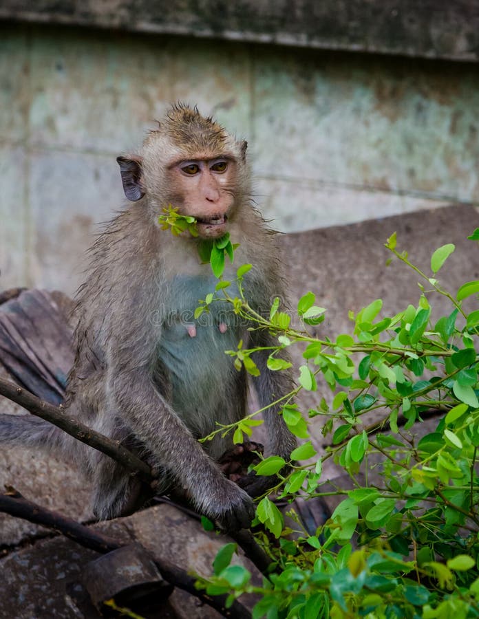 Young Monkey Eating Green Leaf Stock Image - Image of nice, funny ...