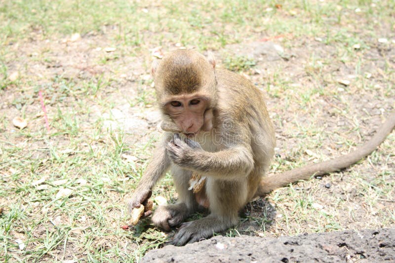 Young monkey stock photo. Image of horde, apes, primate - 63436222