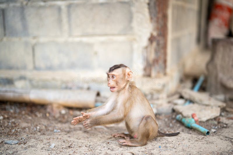 Monkey Clapping Video Stock Photos - Free & Royalty-Free Stock Photos ...