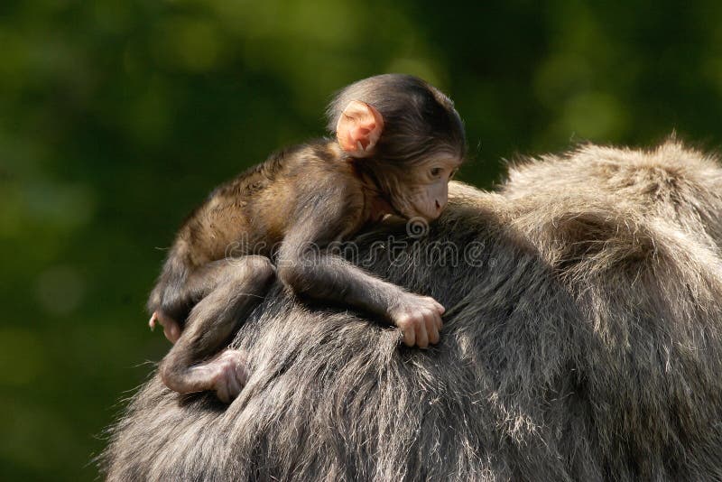 Monkey Hanging Out stock image. Image of chillin, hanging - 2628775