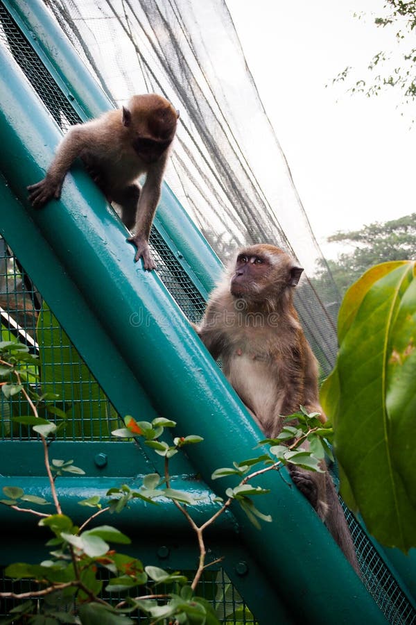 Mother and Young Monkey Hanging Out Stock Image - Image of macaque ...