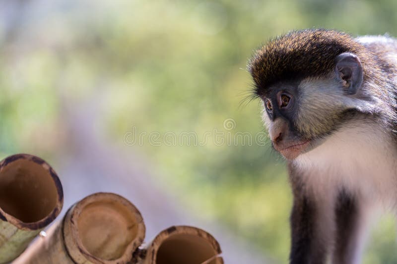 44,284 Ape Face Stock Photos - Free & Royalty-Free Stock Photos from ...