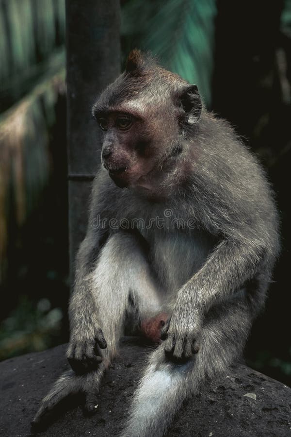 Young Monkey. Ubud, Bali. stock image. Image of rock - 257602549