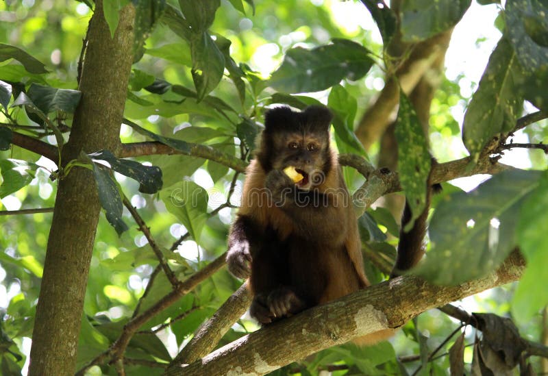472 Monkey Eating Apple Stock Photos - Free & Royalty-Free Stock Photos ...