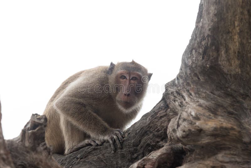 Shocked Macaque Stock Photos - Free & Royalty-Free Stock Photos from ...