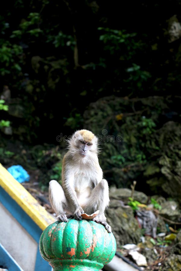Young monkey sitting stock photo. Image of animal, coconut - 192588482